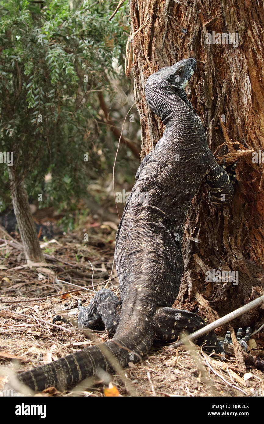 lace monitor against a tree Stock Photo - Alamy