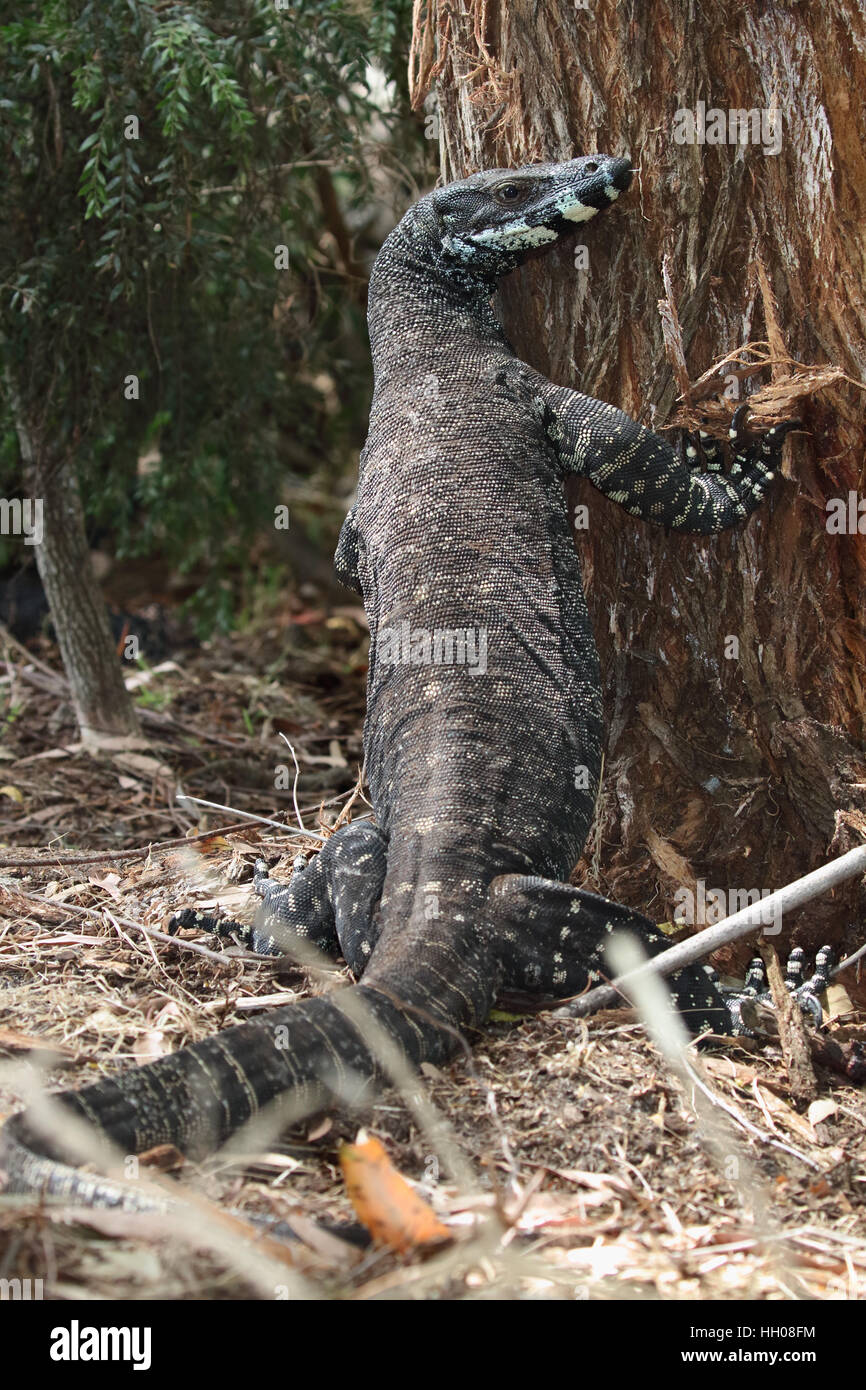 lace monitor against a tree Stock Photo - Alamy