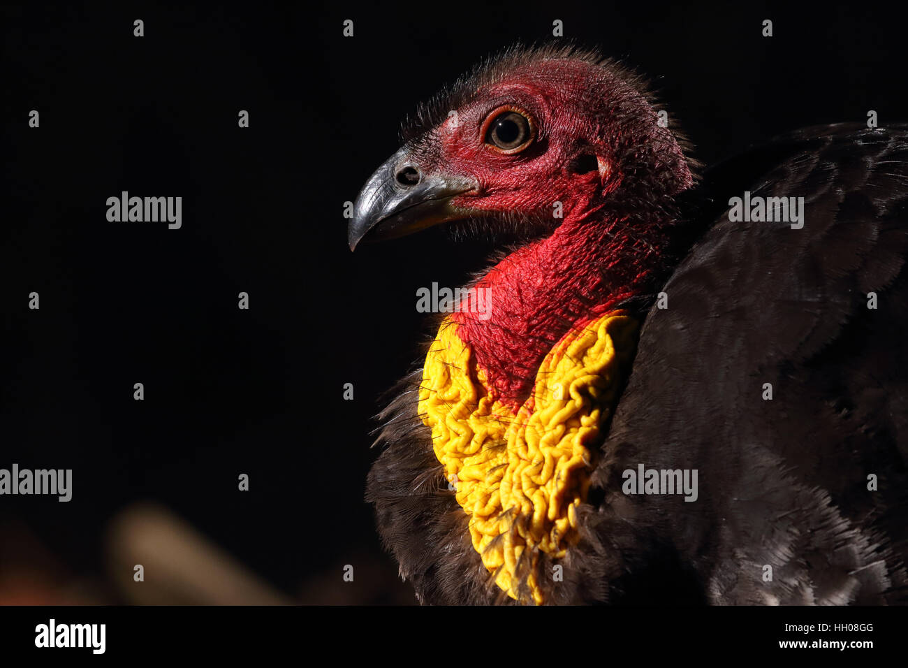Australian Brush or bush turkey Stock Photo - Alamy