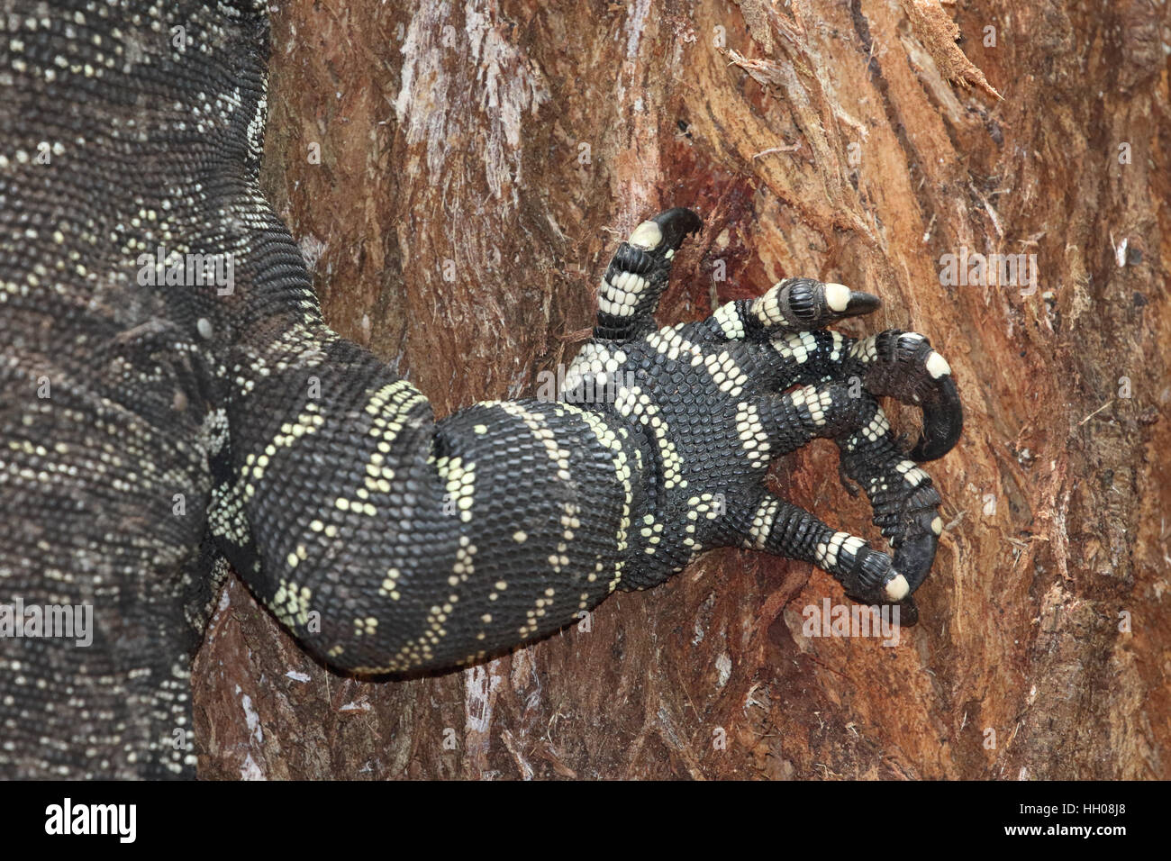 lace monitor front hand Stock Photo - Alamy