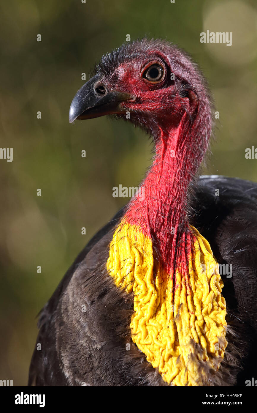 Australian Brush or bush turkey Stock Photo - Alamy