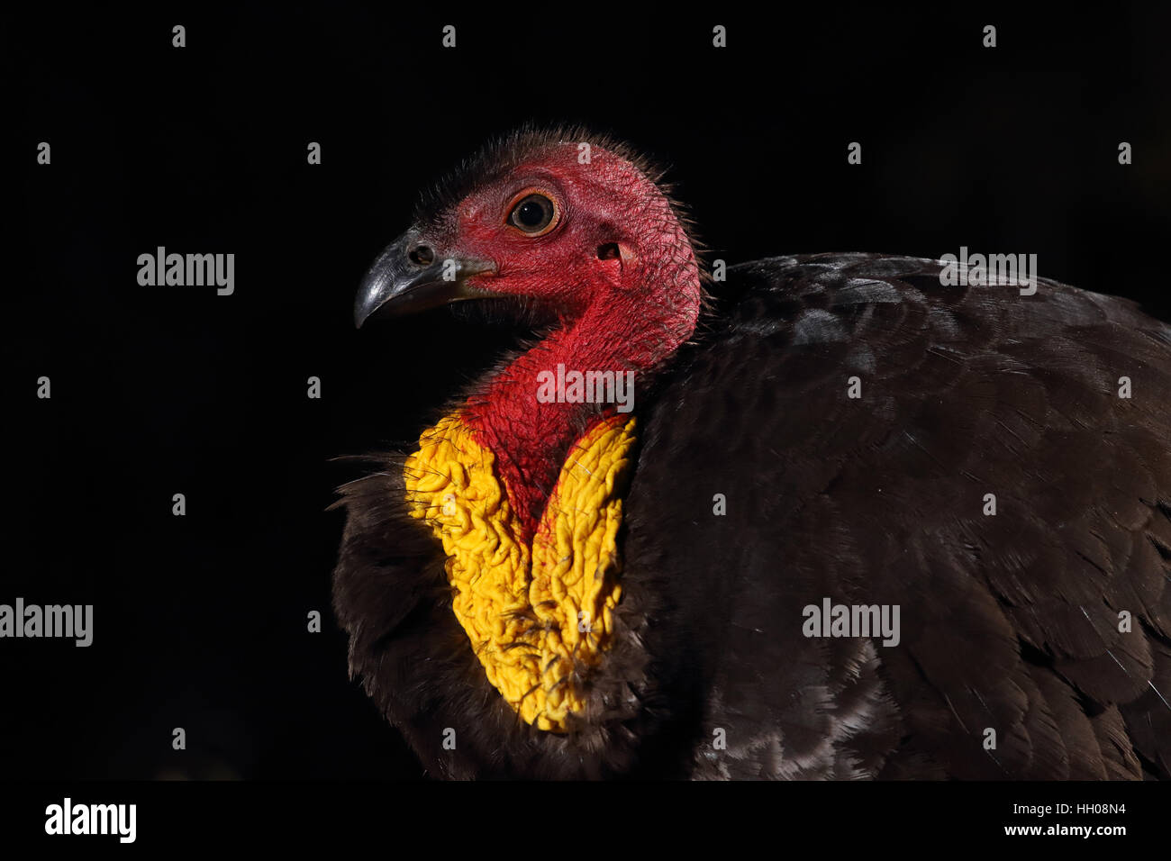 Australian Brush or bush turkey Stock Photo - Alamy