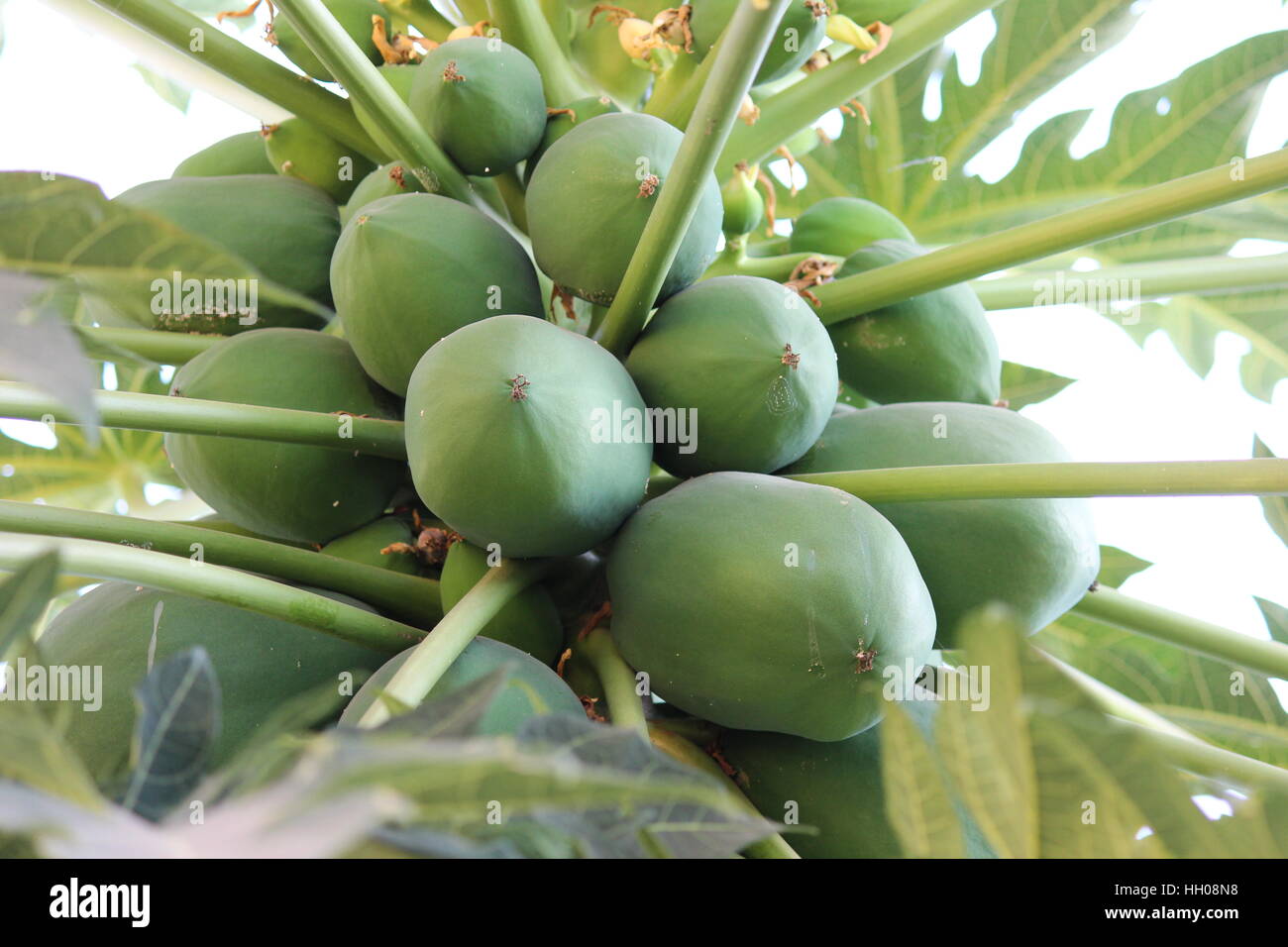 Papaw hi-res stock photography and images - Alamy