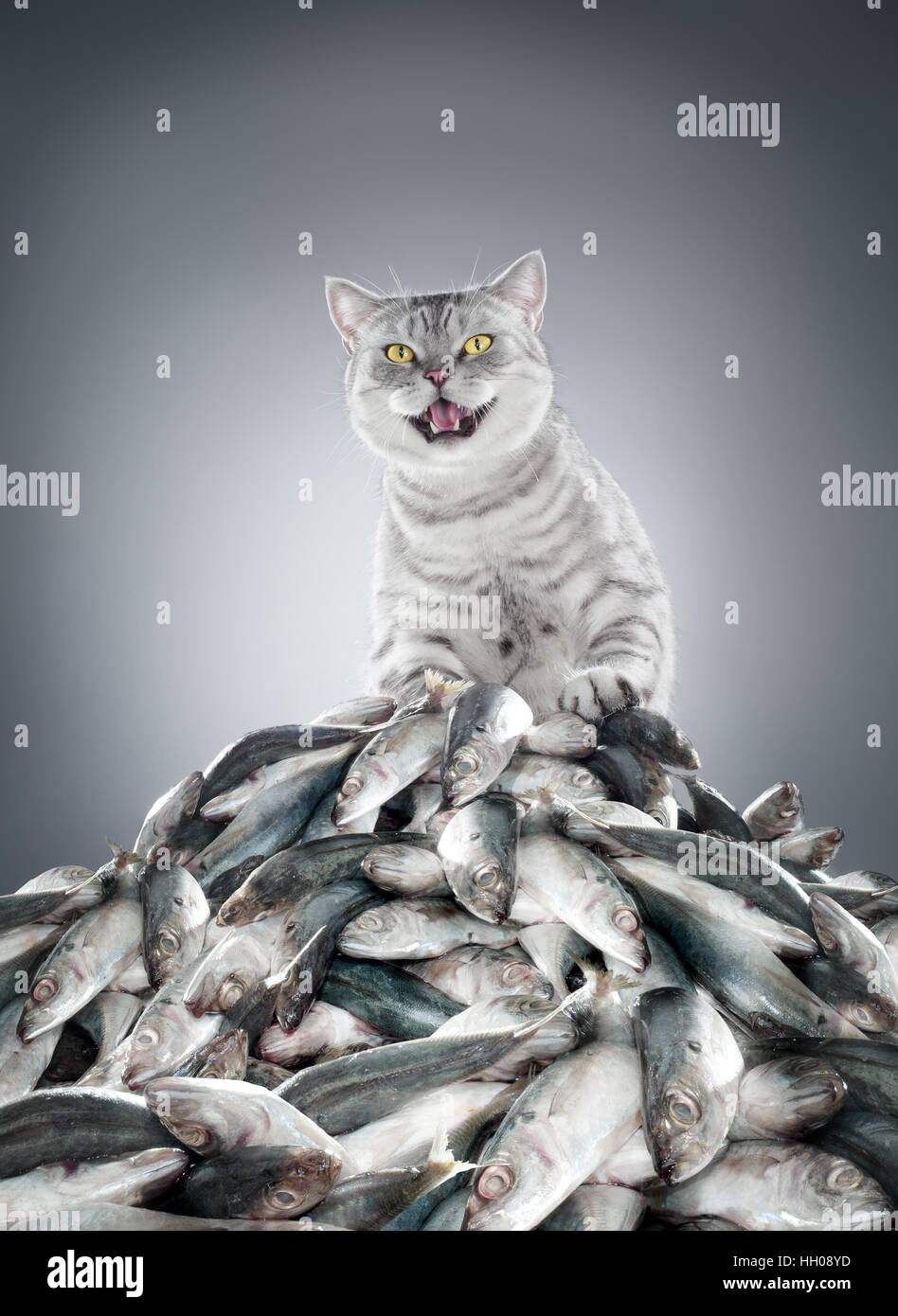 view of nice gray cat standing on a hip of fish Stock Photo - Alamy
