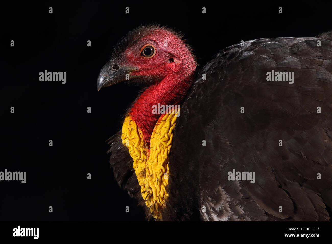 Australian Brush or bush turkey Stock Photo - Alamy