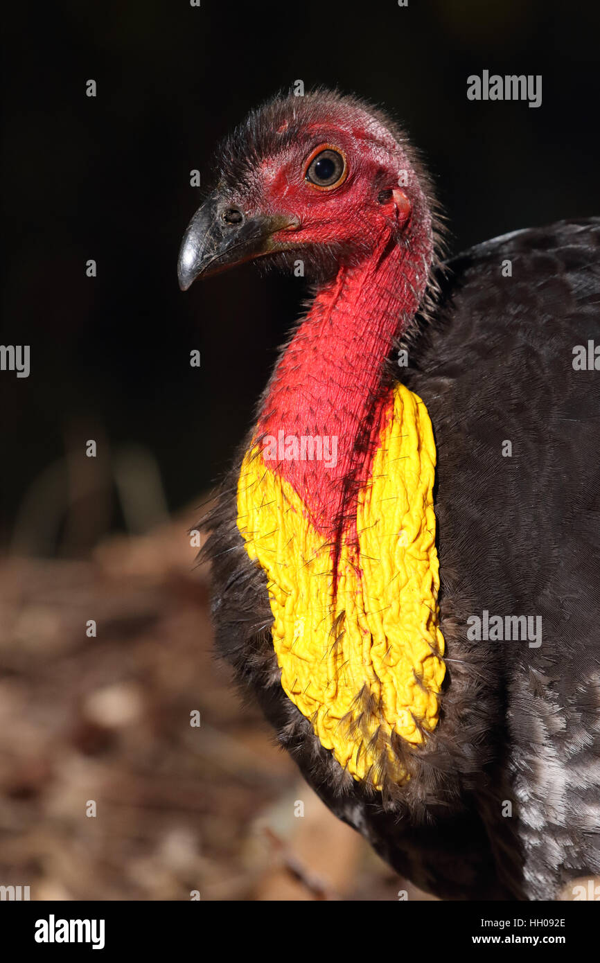 Australian Brush or bush turkey Stock Photo - Alamy