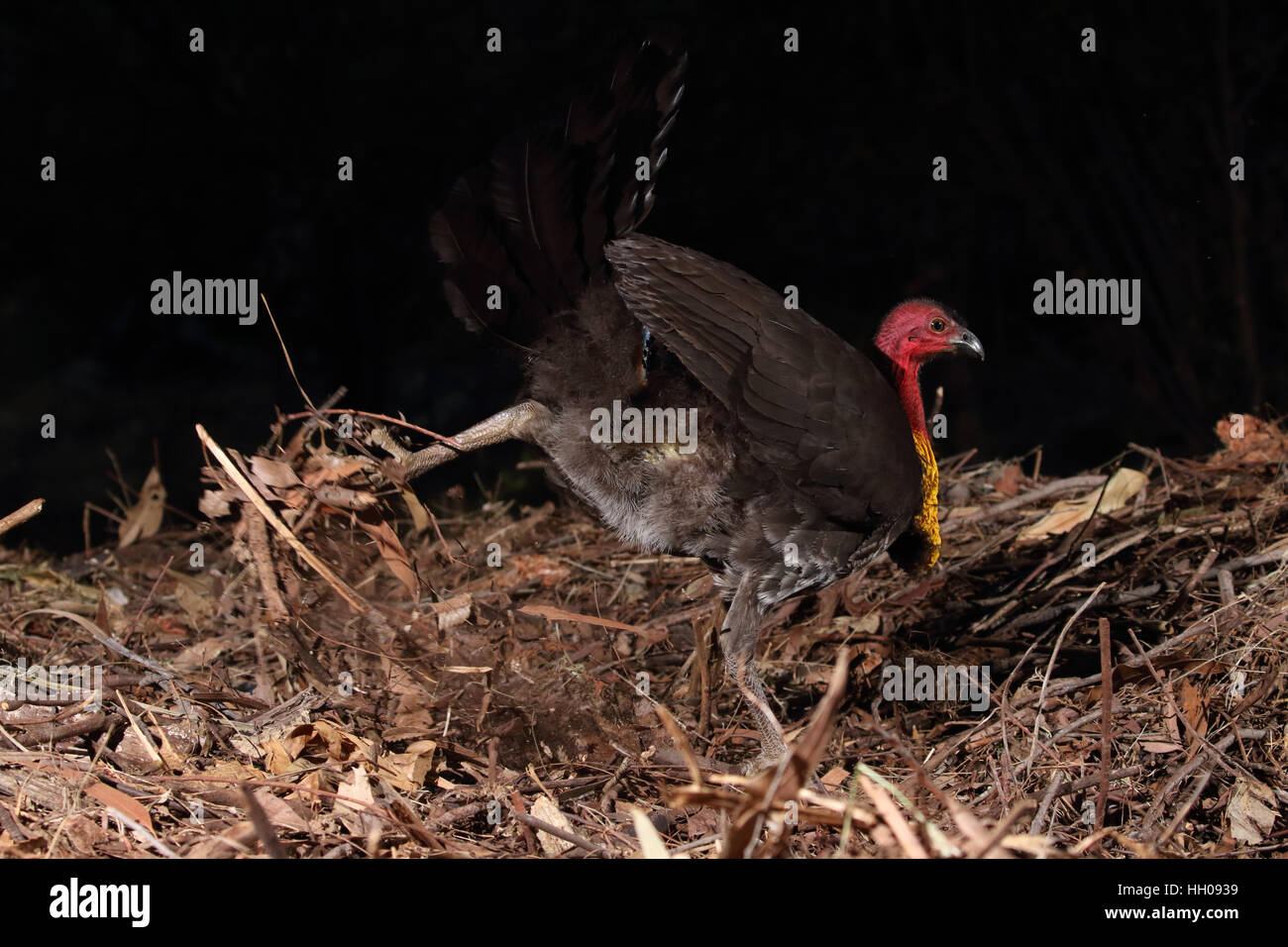 Australian Brush or bush turkey Stock Photo - Alamy
