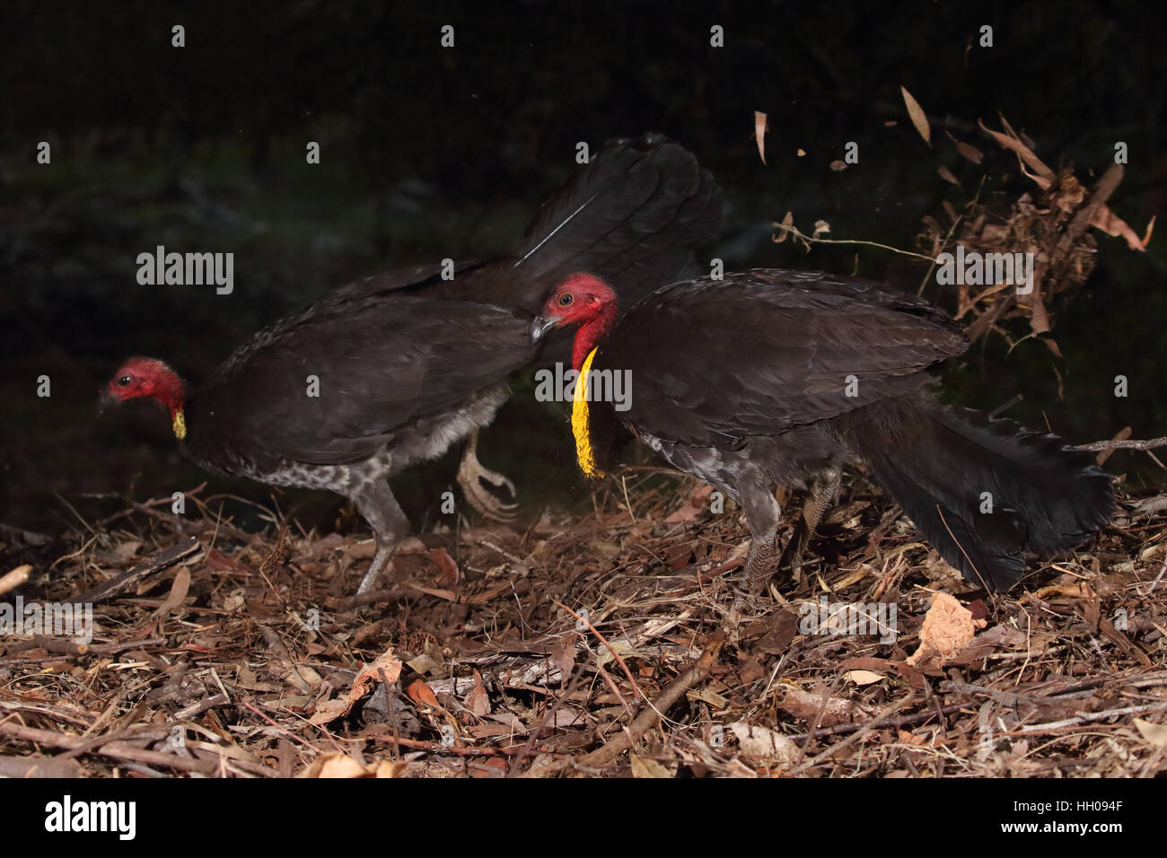 Australian Brush or bush turkey female scraping with male looking on ...