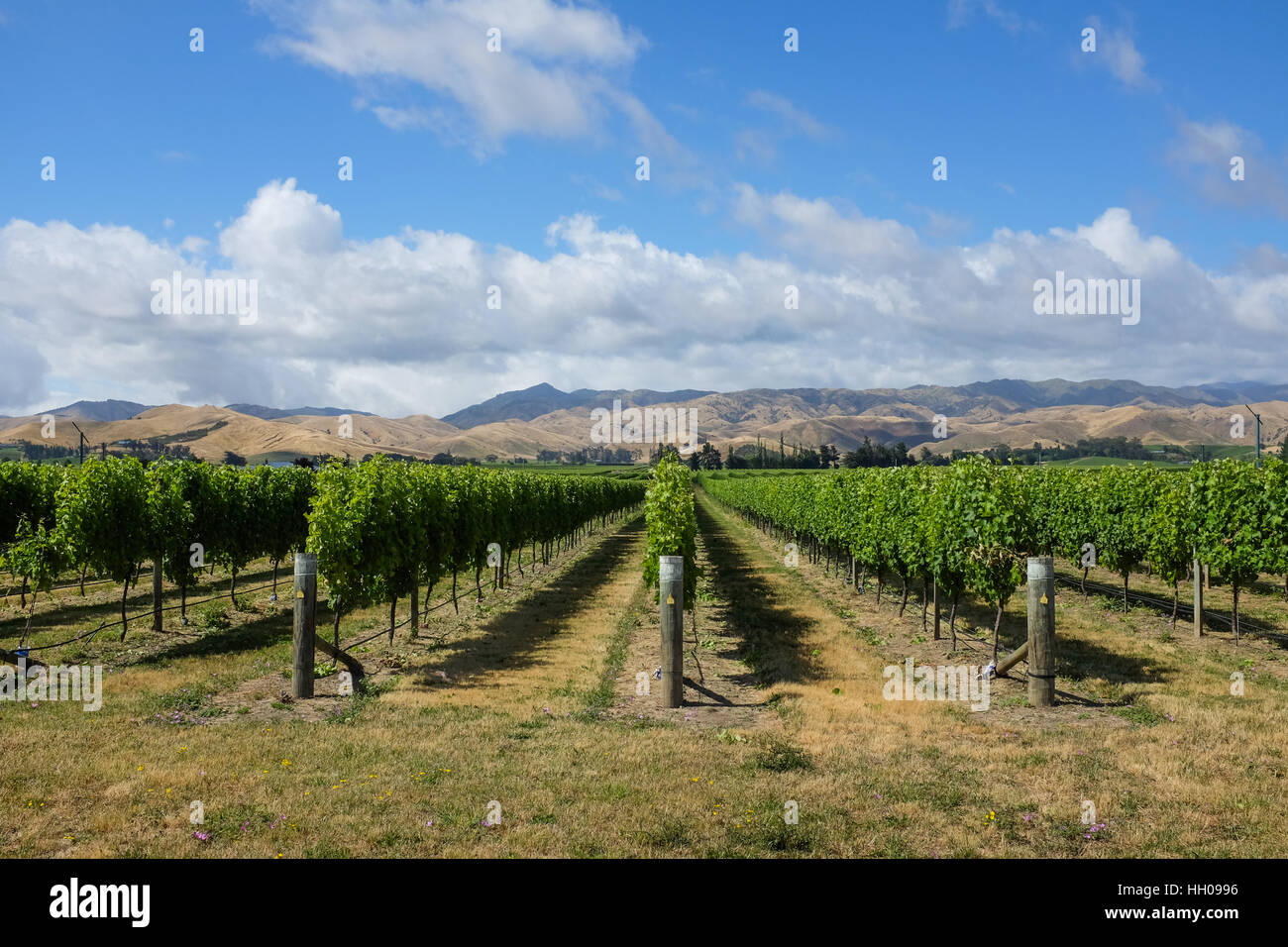 Blenheim new zealand hi-res stock photography and images - Alamy