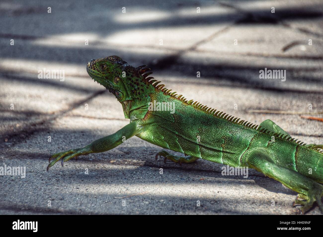 Bright green iguana walking across pavement in dappled sunshine Stock ...