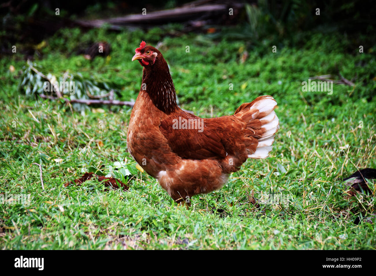 Free range chicken in a field Stock Photo - Alamy