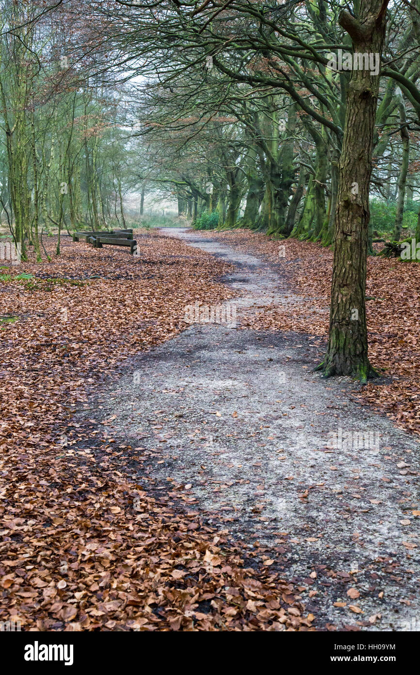 Empty Path through forrest in autumn Stock Photo - Alamy