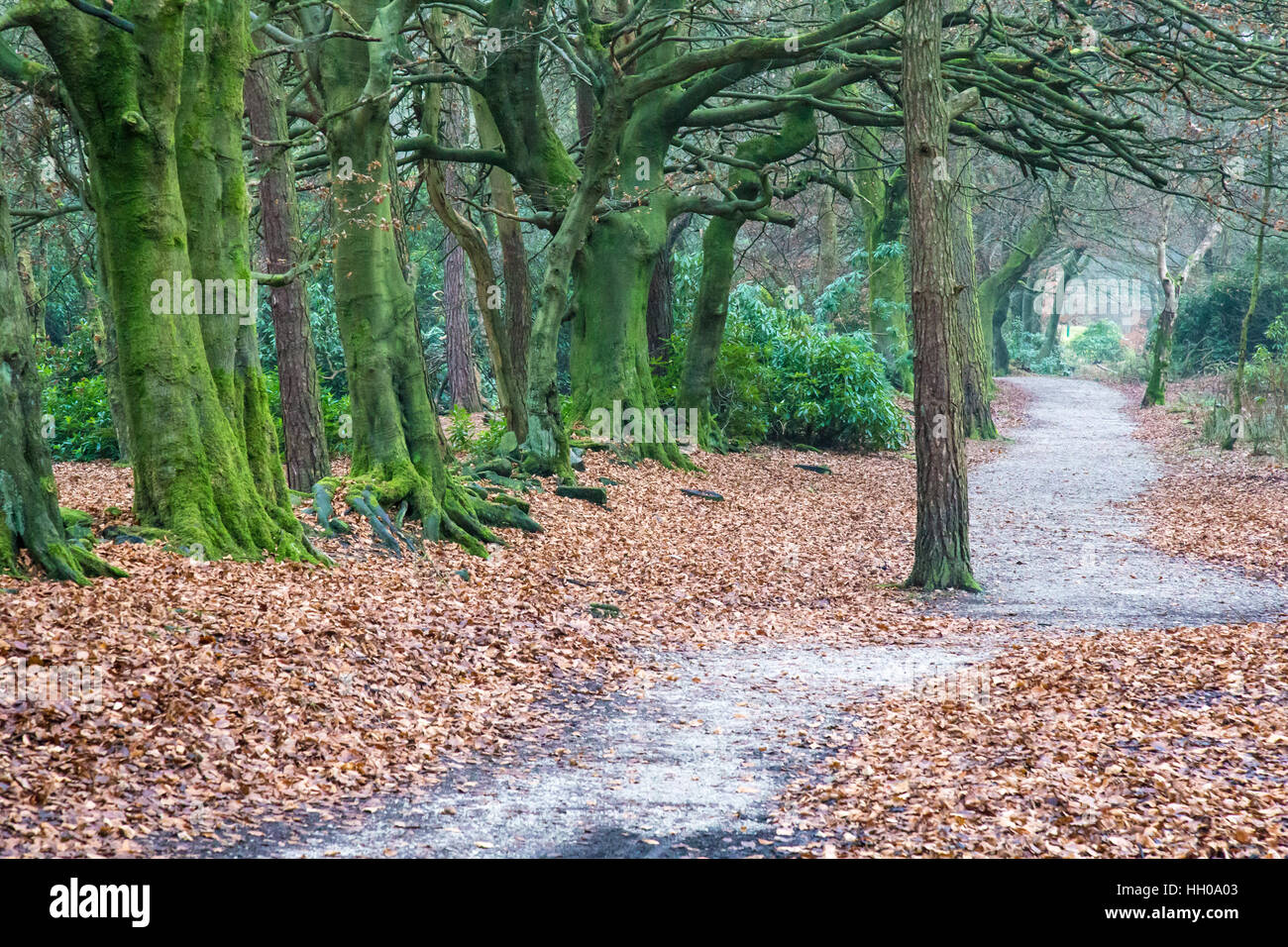 Empty Path through forrest in autumn Stock Photo - Alamy