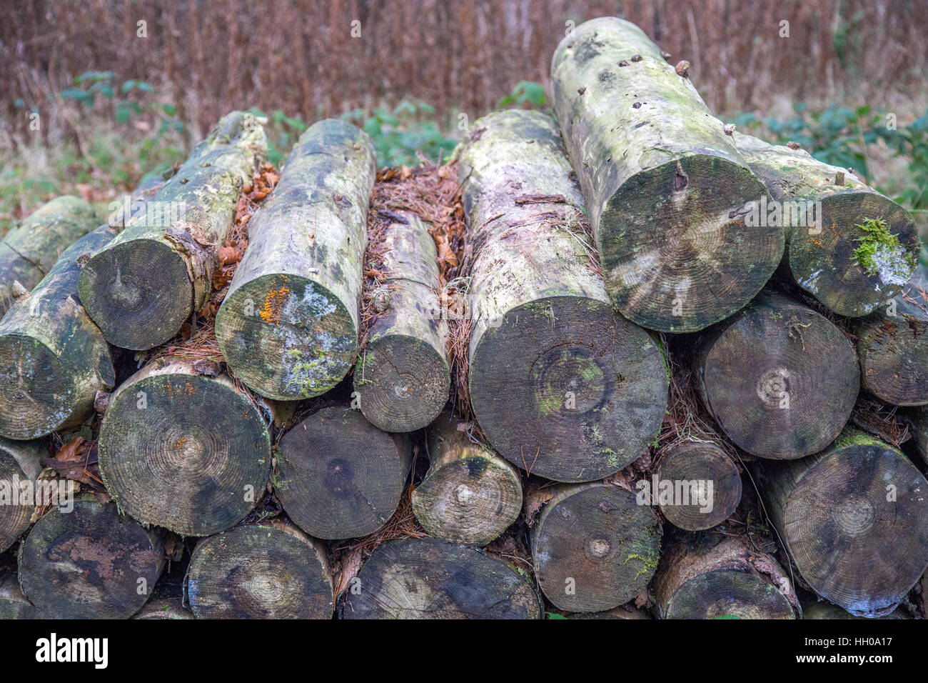 Pile of wooden logs in forrest Stock Photo - Alamy