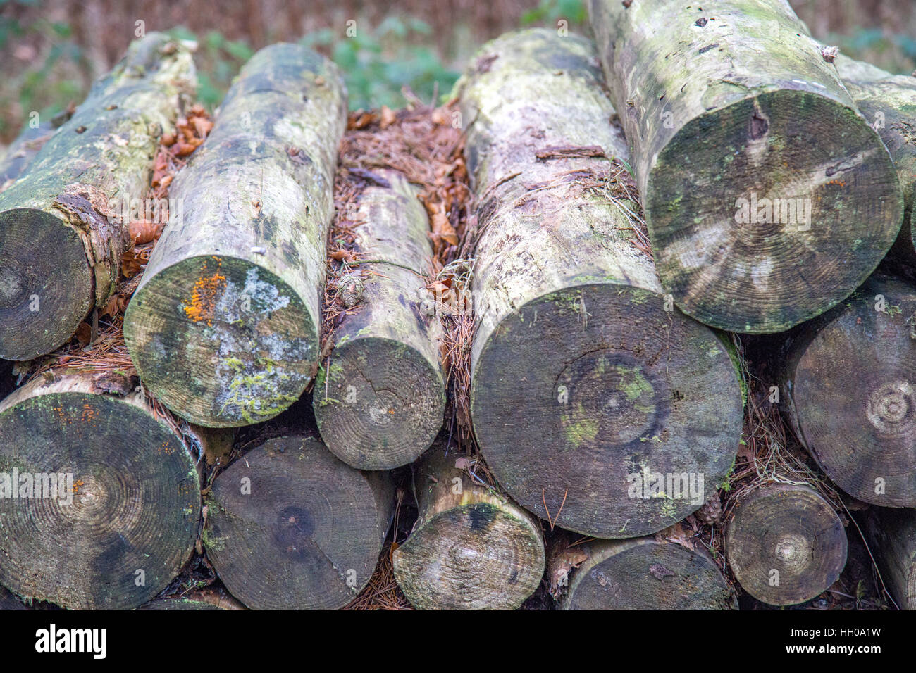 Pile of wooden logs in forrest Stock Photo - Alamy