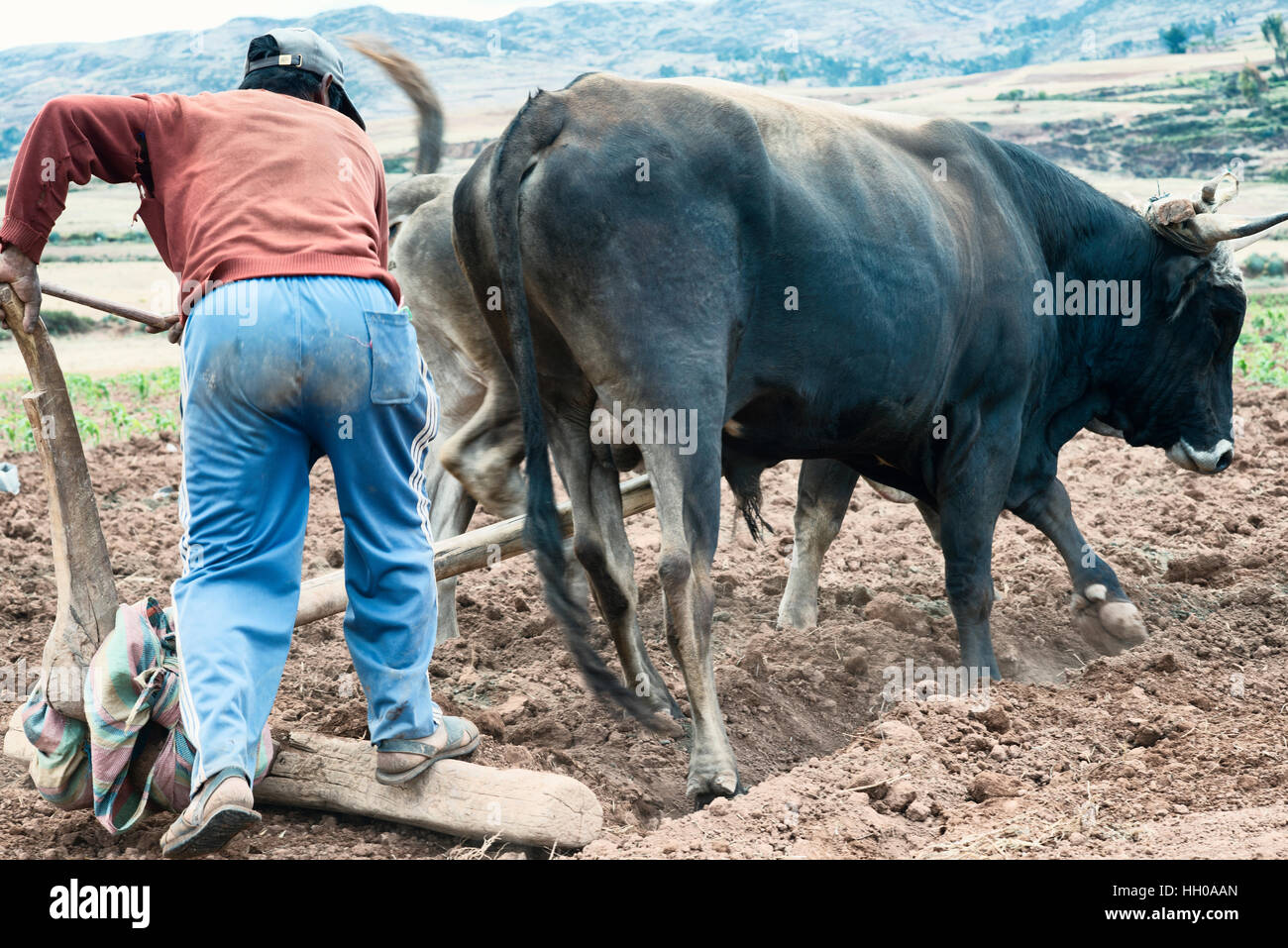 Bolivia cow hi-res stock photography and images - Alamy