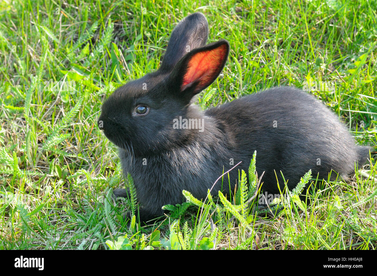 little rabbit on green grass background Stock Photo - Alamy
