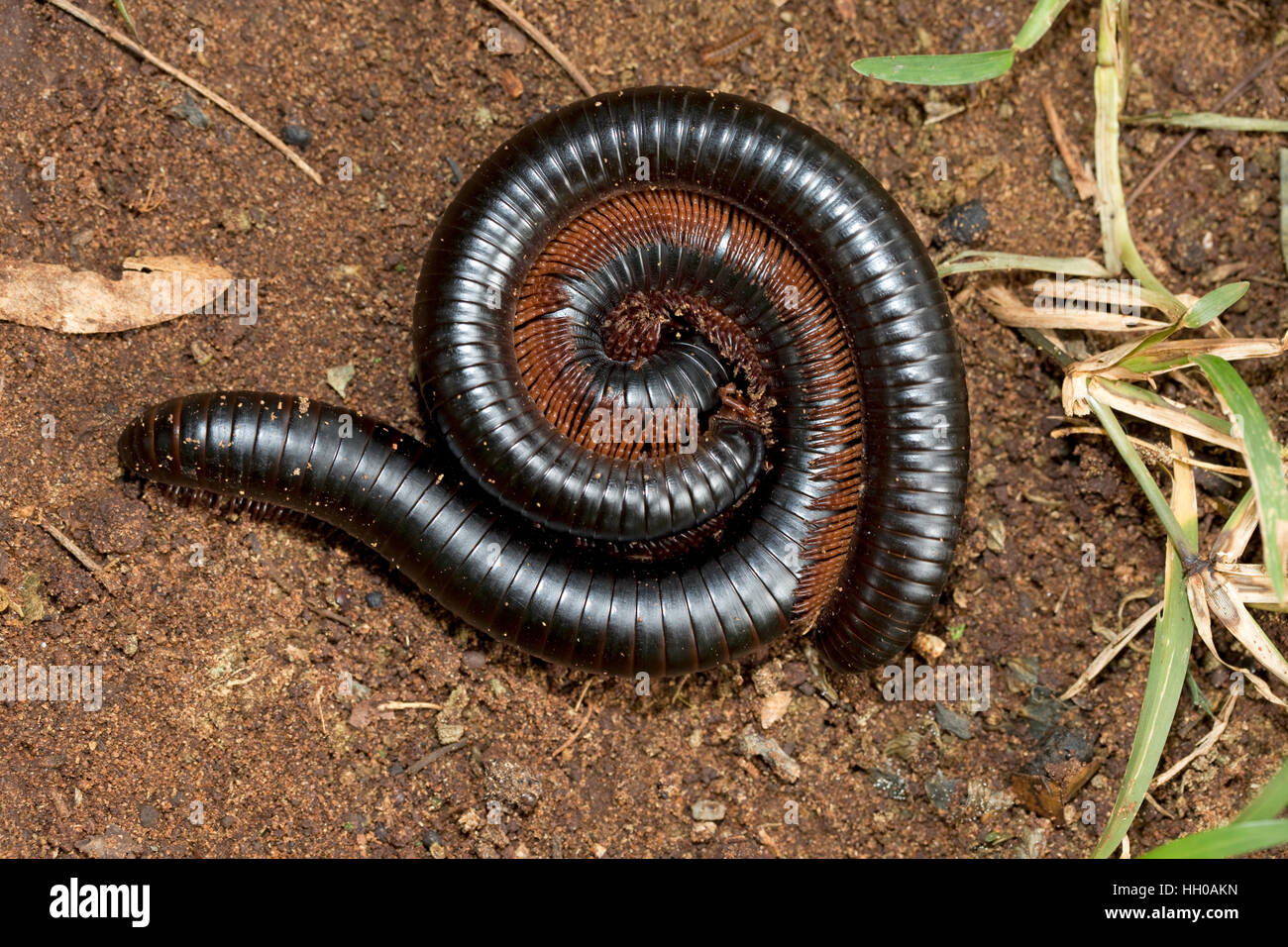 Giant red-legged African millipedes Mombasa Kenya Stock Photo - Alamy
