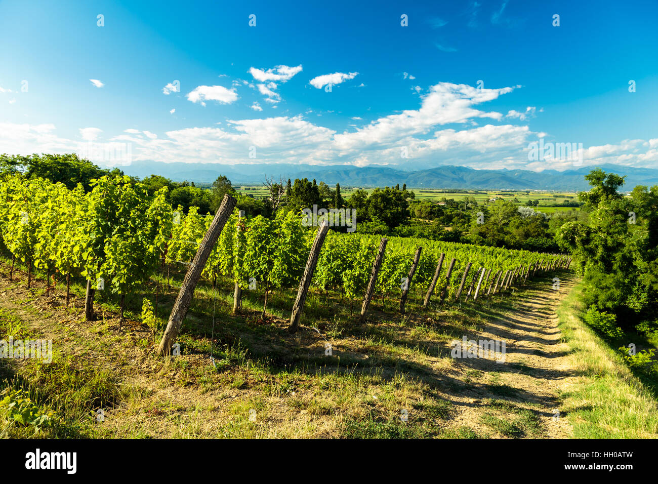 grapevine cultivation in the italian countryside in a stormy summer day ...