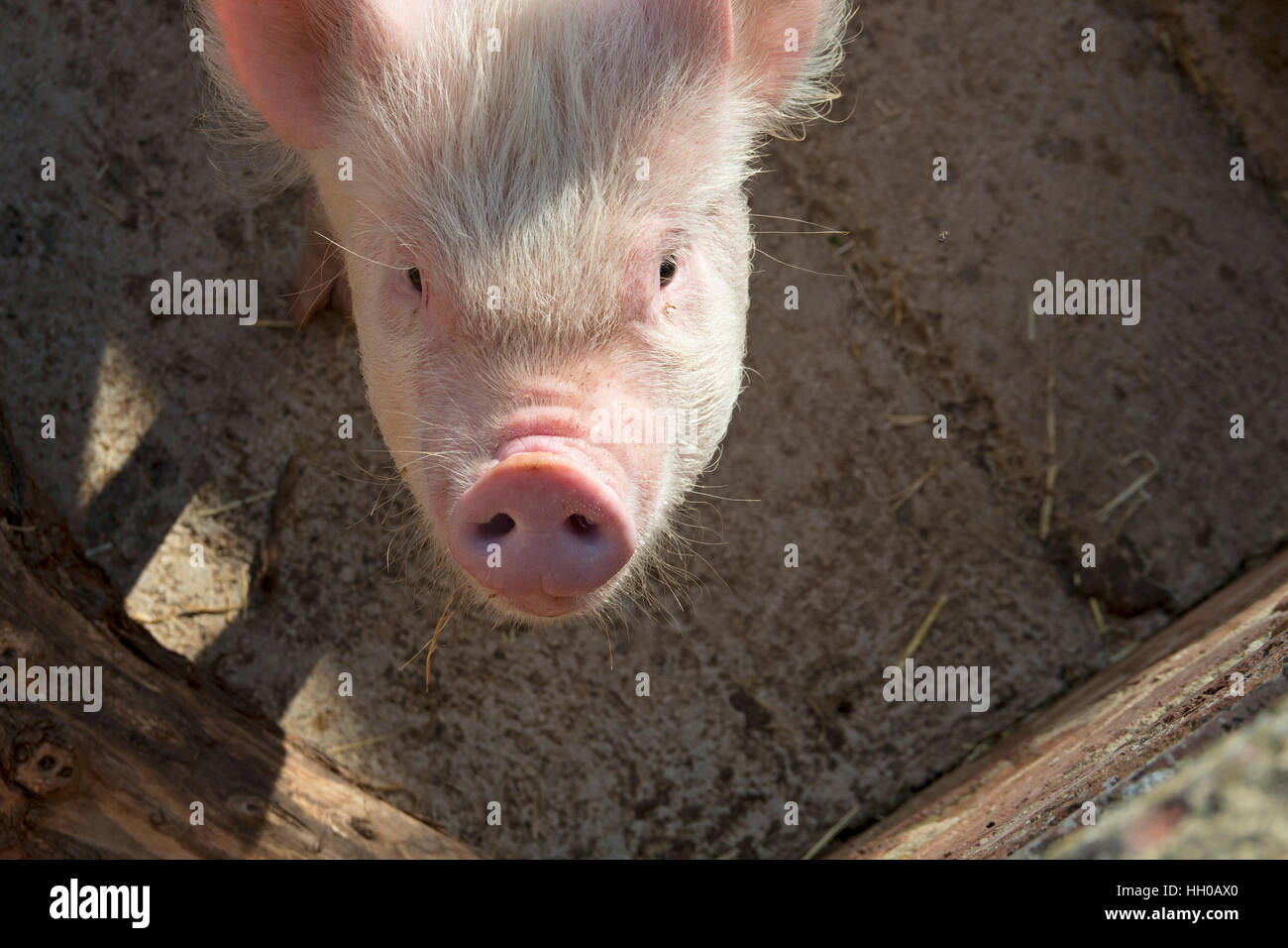 Pink pig in pigsty Stock Photo - Alamy