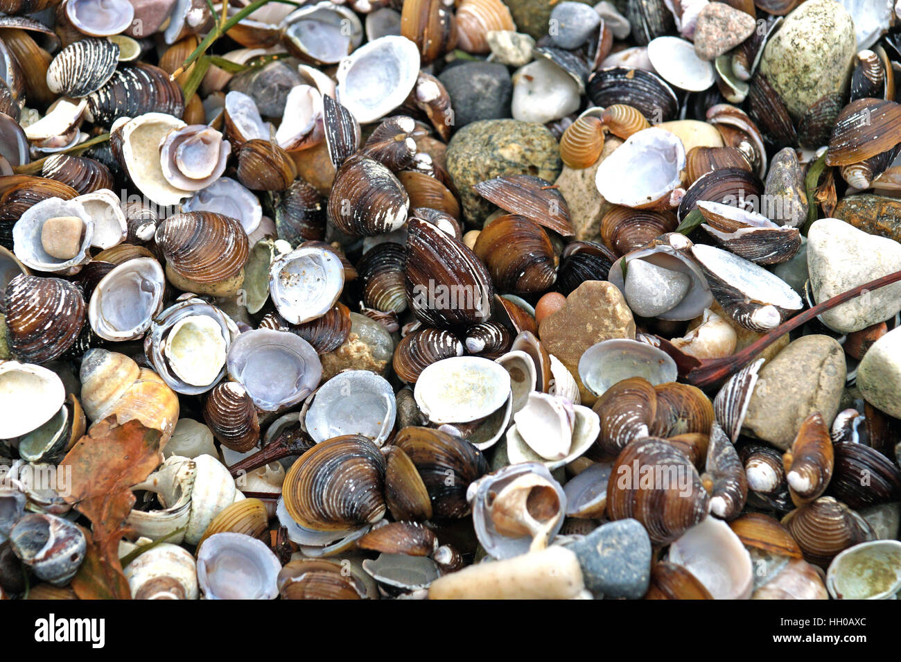Types many hi-res stock photography and images - Alamy