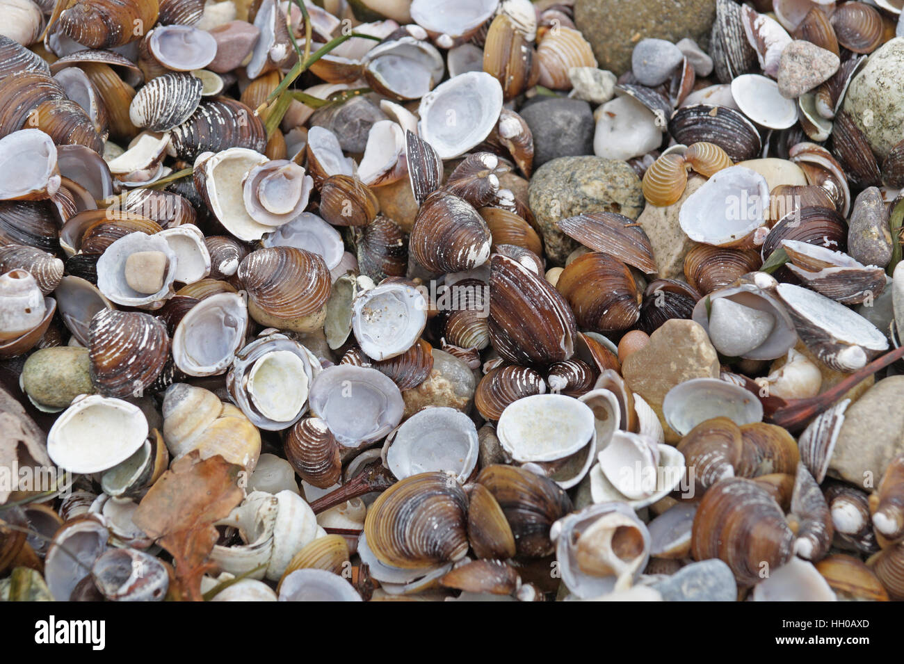 Types many hi-res stock photography and images - Alamy