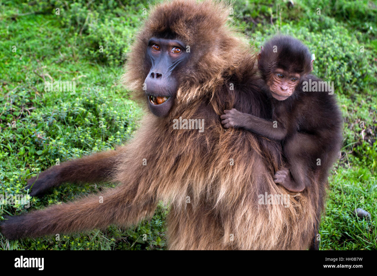Gelada baboon (Theropithecus Gelada), Simien Mountains National Park ...