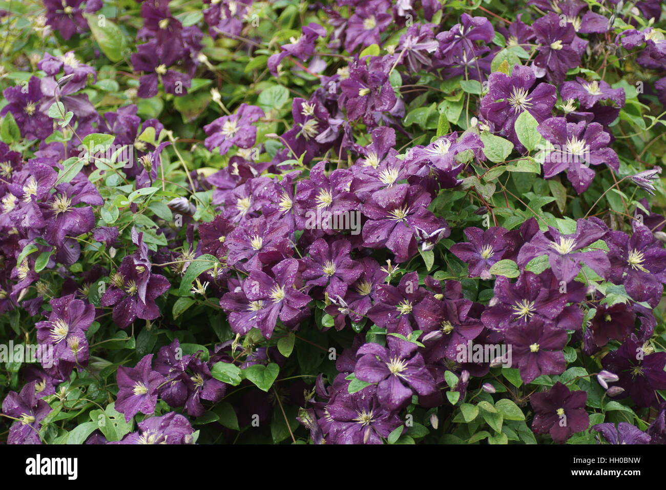 Clematis 'Etoile Violette' Stock Photo - Alamy