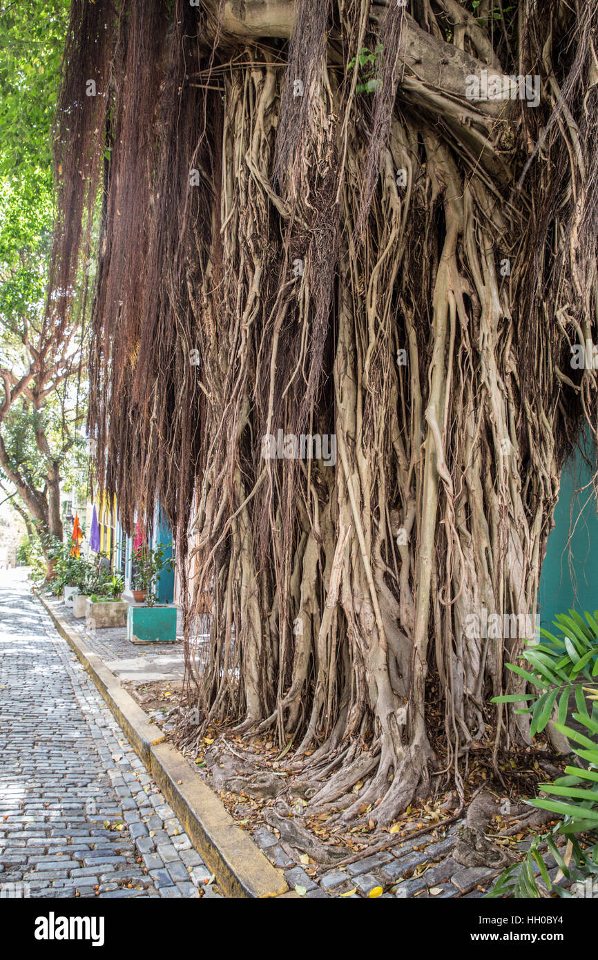 Spanish moss growing on Banyan tree along street of Old San Juan Puerto ...