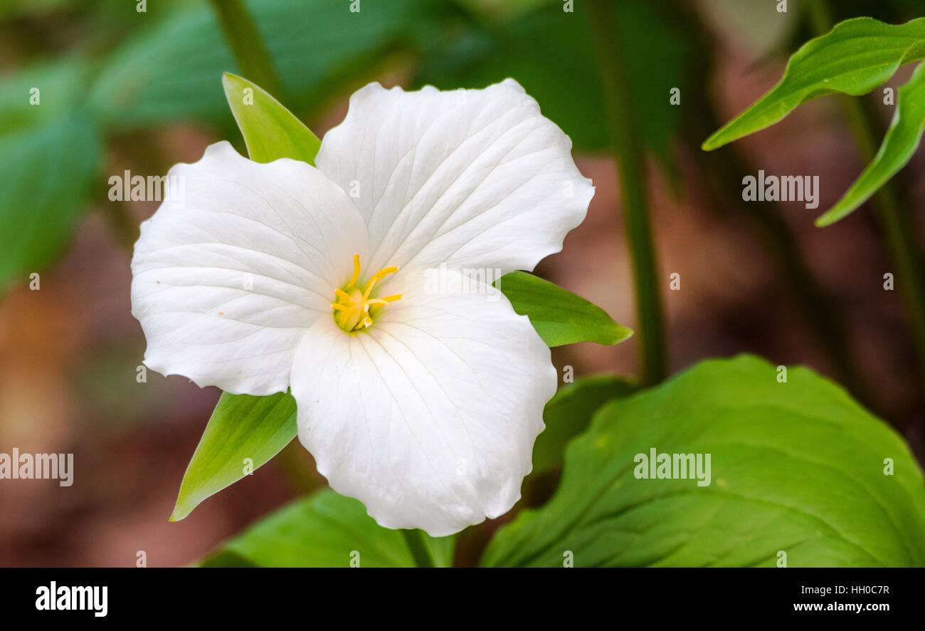 White petals of the large flowered White Trillium (Trillium ...