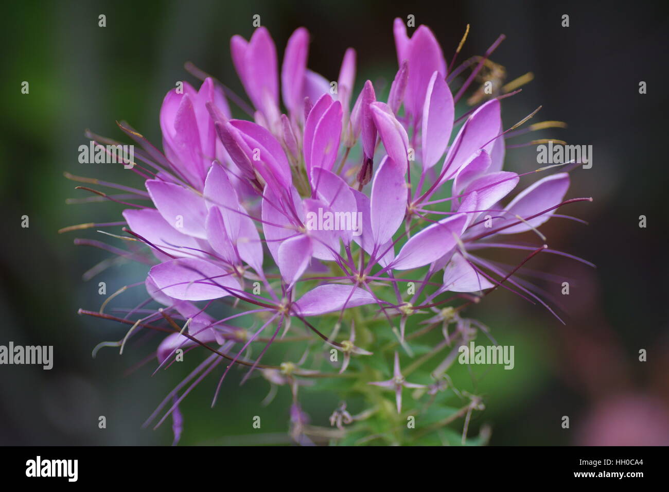 Cleome hi-res stock photography and images - Alamy