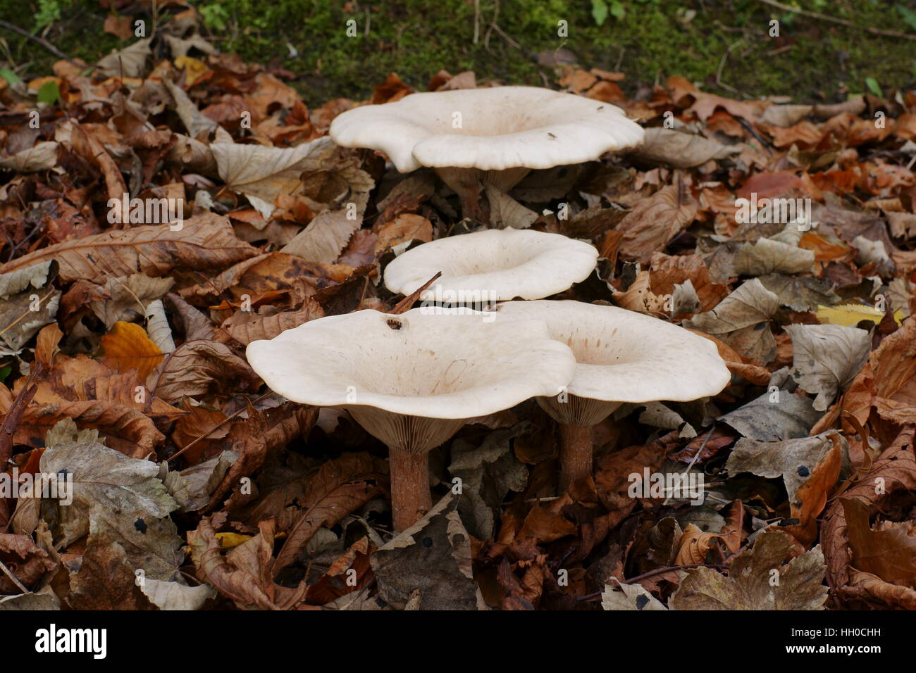 Clitocybe geotropa (Trooping Funnel Stock Photo - Alamy