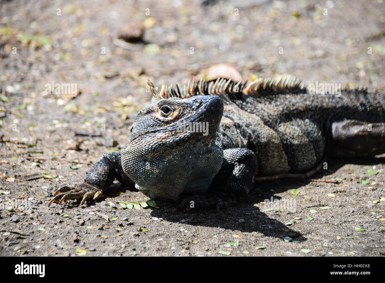 Iguana on sand warming up in the summer sun Stock Photo - Alamy