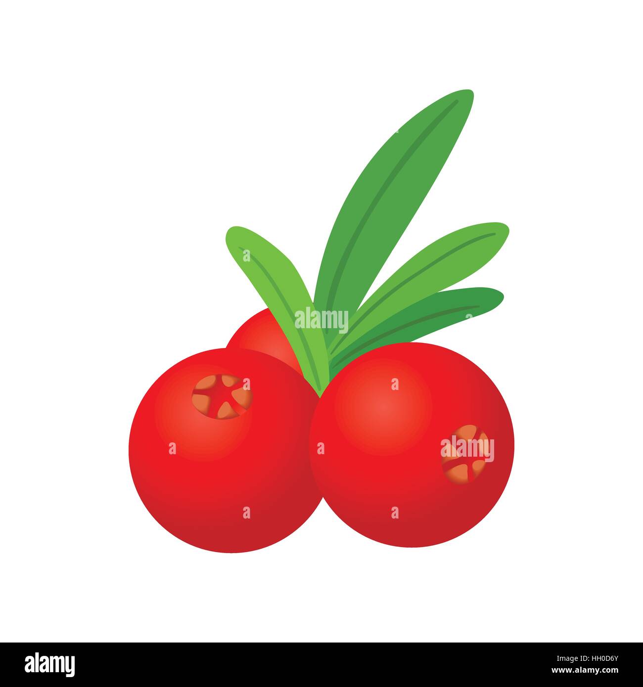 Rowan icon, cartoon style Stock Vector Image & Art - Alamy