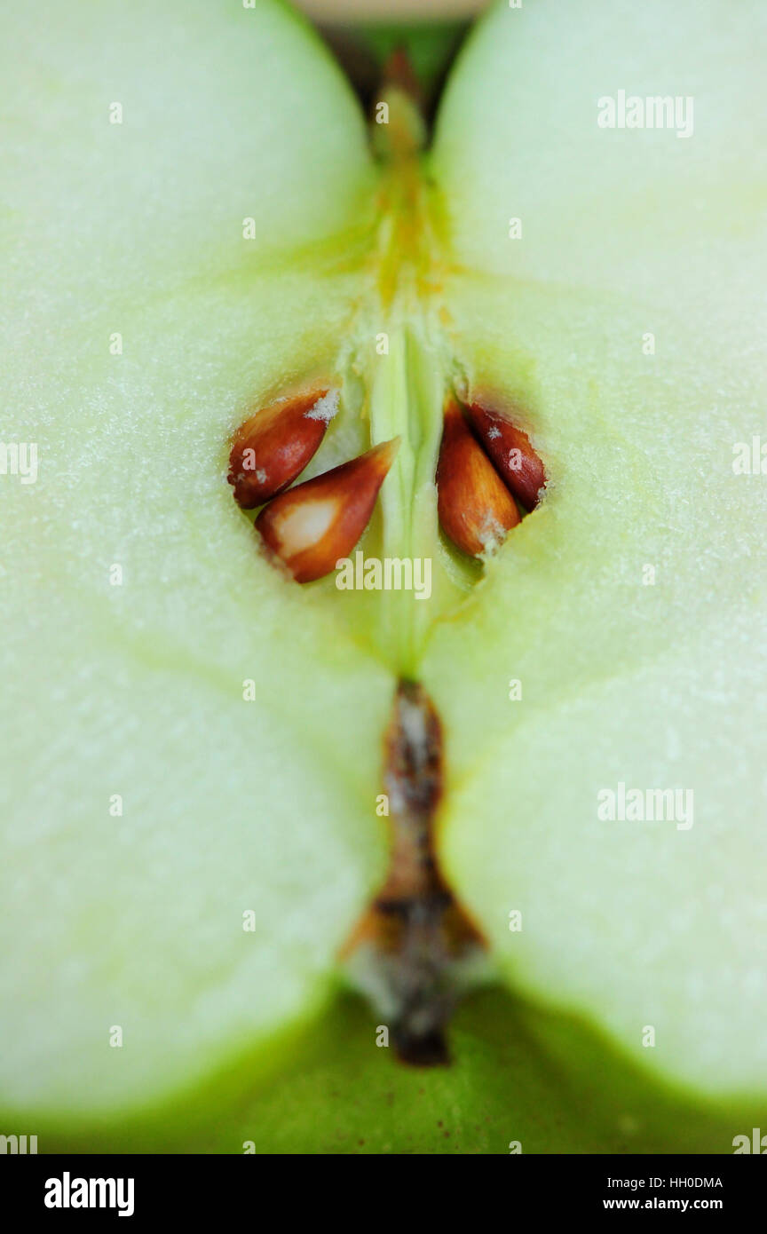 Apple seed hi-res stock photography and images - Alamy