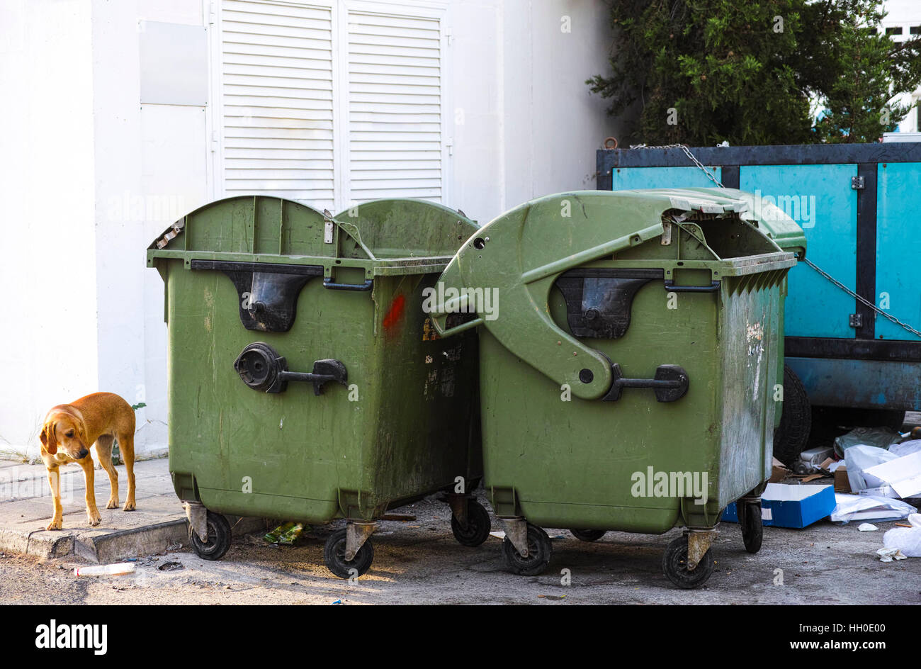Stray dog garbage hi-res stock photography and images - Alamy