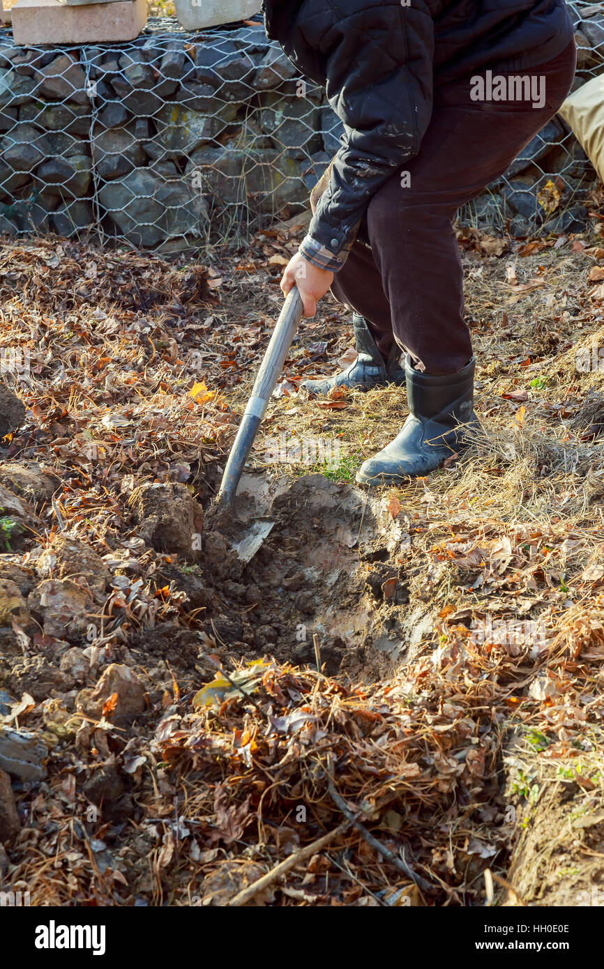 Man digging with spade in autumn or spring garden, man digging shovel ...