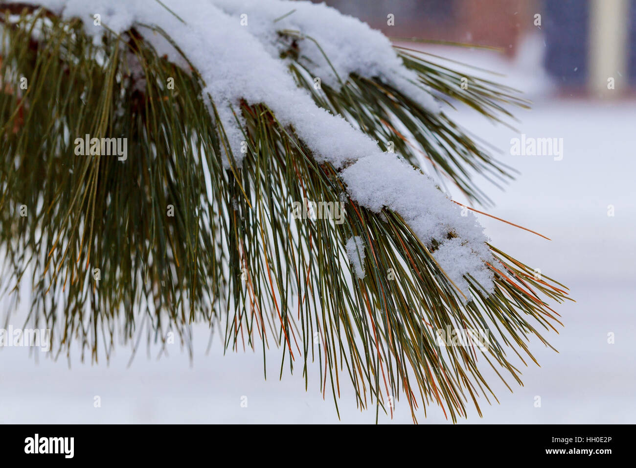 Pine branch in snow. Winter sunset in the forest. winter snow tree ...