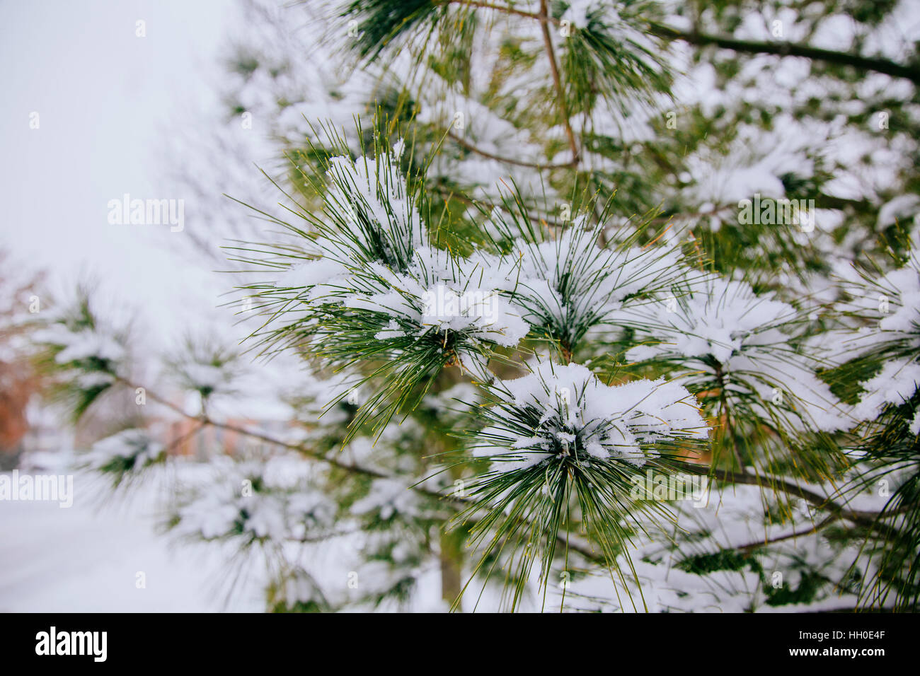 Branches of pine tree with snow winter snow tree branch Stock Photo - Alamy