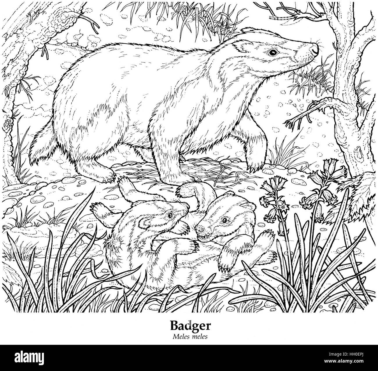 Badger Meles meles. Black on white line drawing Stock Photo - Alamy