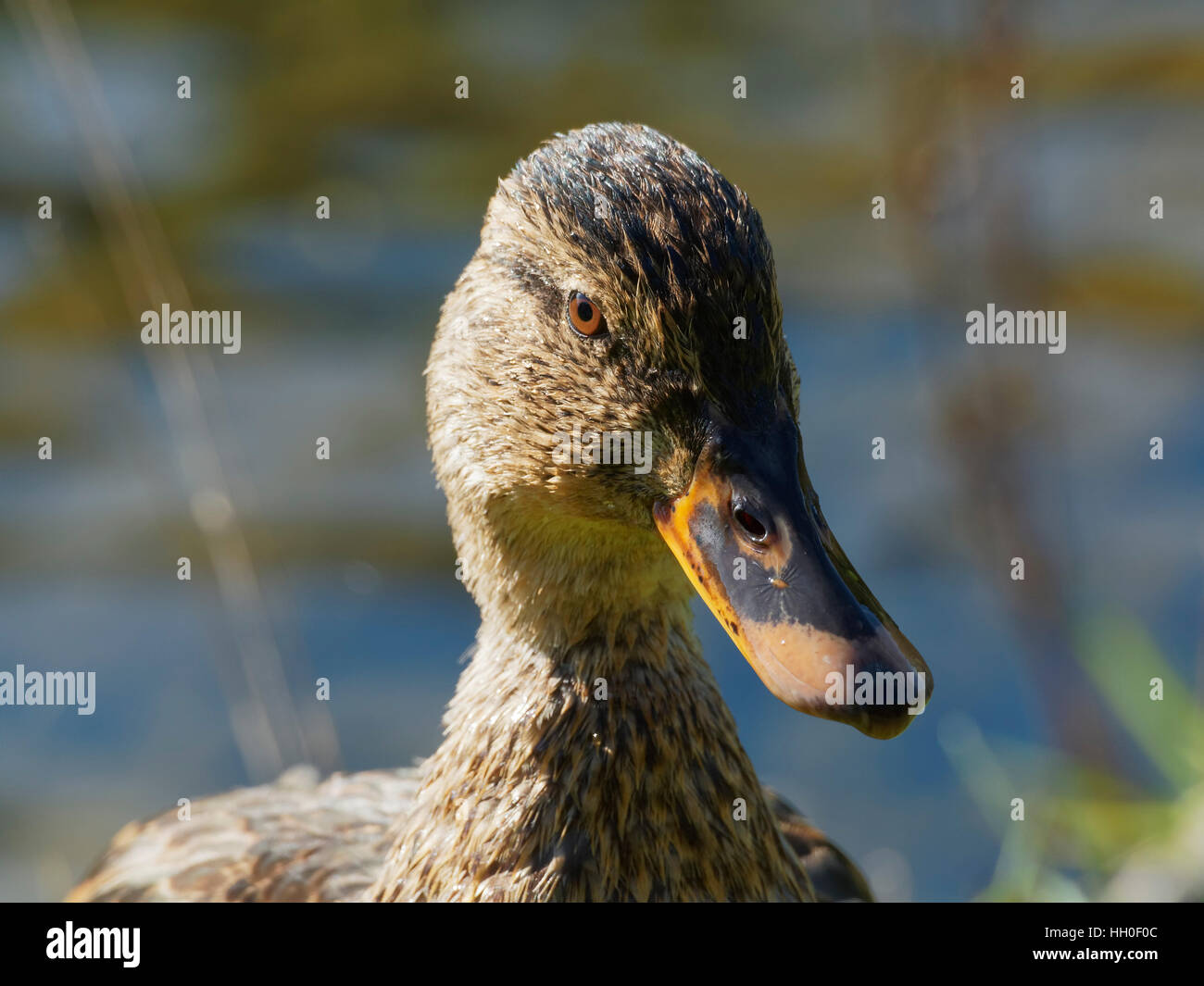 Derbyshire neck hi-res stock photography and images - Alamy
