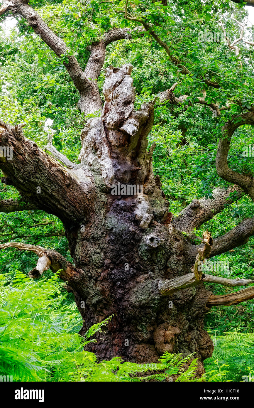 A decaying, broken, gnarled, misshapen old Oak tree standing in a ...