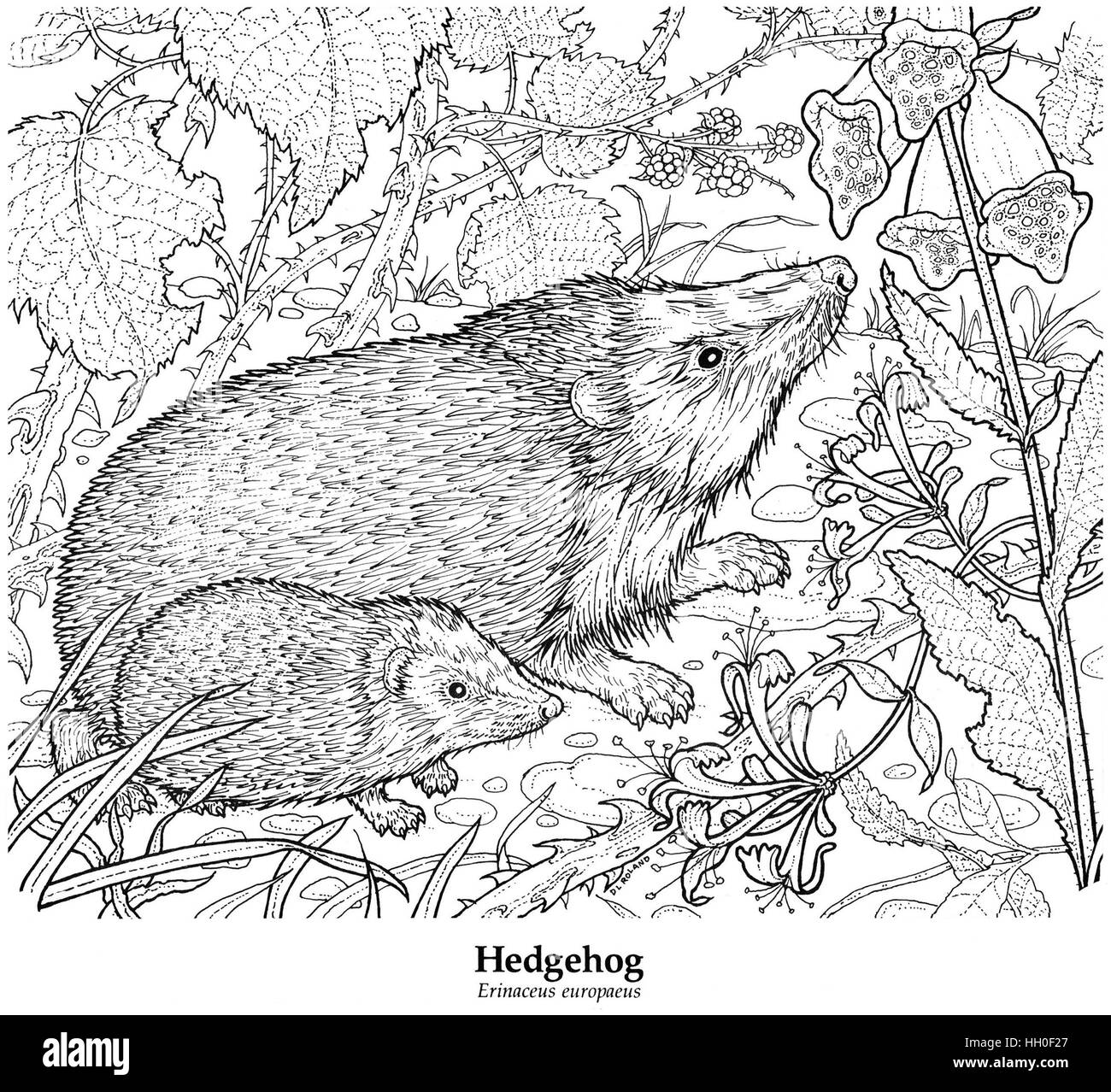 The black hedgehog hi-res stock photography and images - Alamy