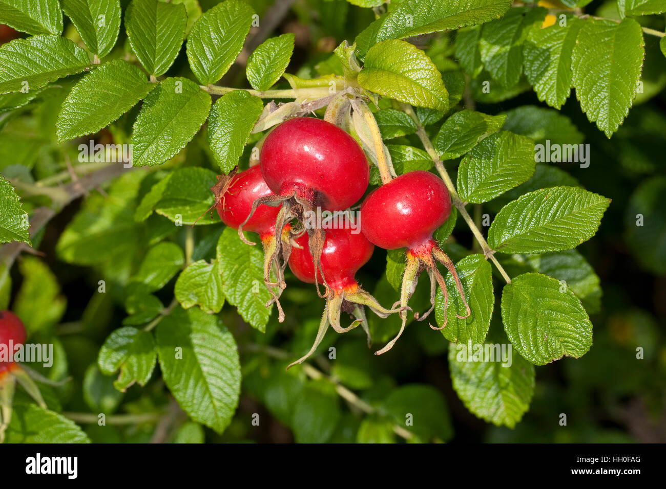 Kartoffel-Rose, Runzel-Rose, Kartoffelrose, Runzelrose, Rose, Hagebutte ...