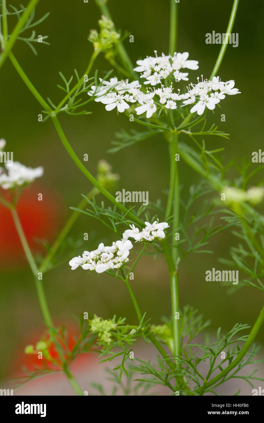 Coriandre coriandrum sativum High Resolution Stock Photography and Images - Alamy