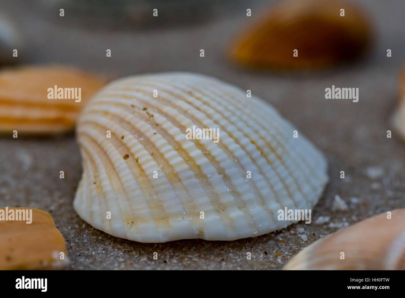 White Shell with Grains of Sand Low Angle among other shells Stock ...