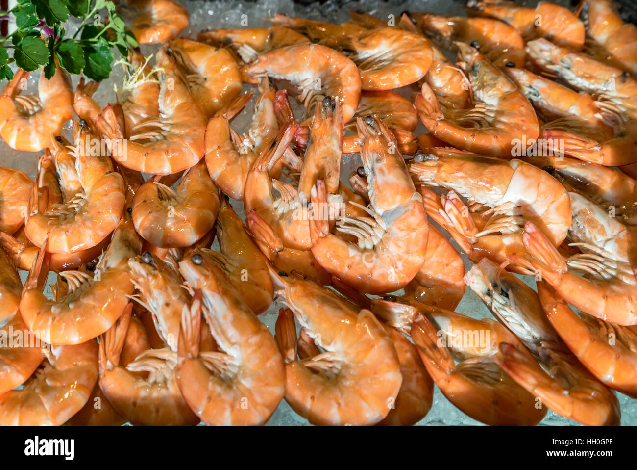 Freshly cooked prawns - shrimp on ice Stock Photo - Alamy