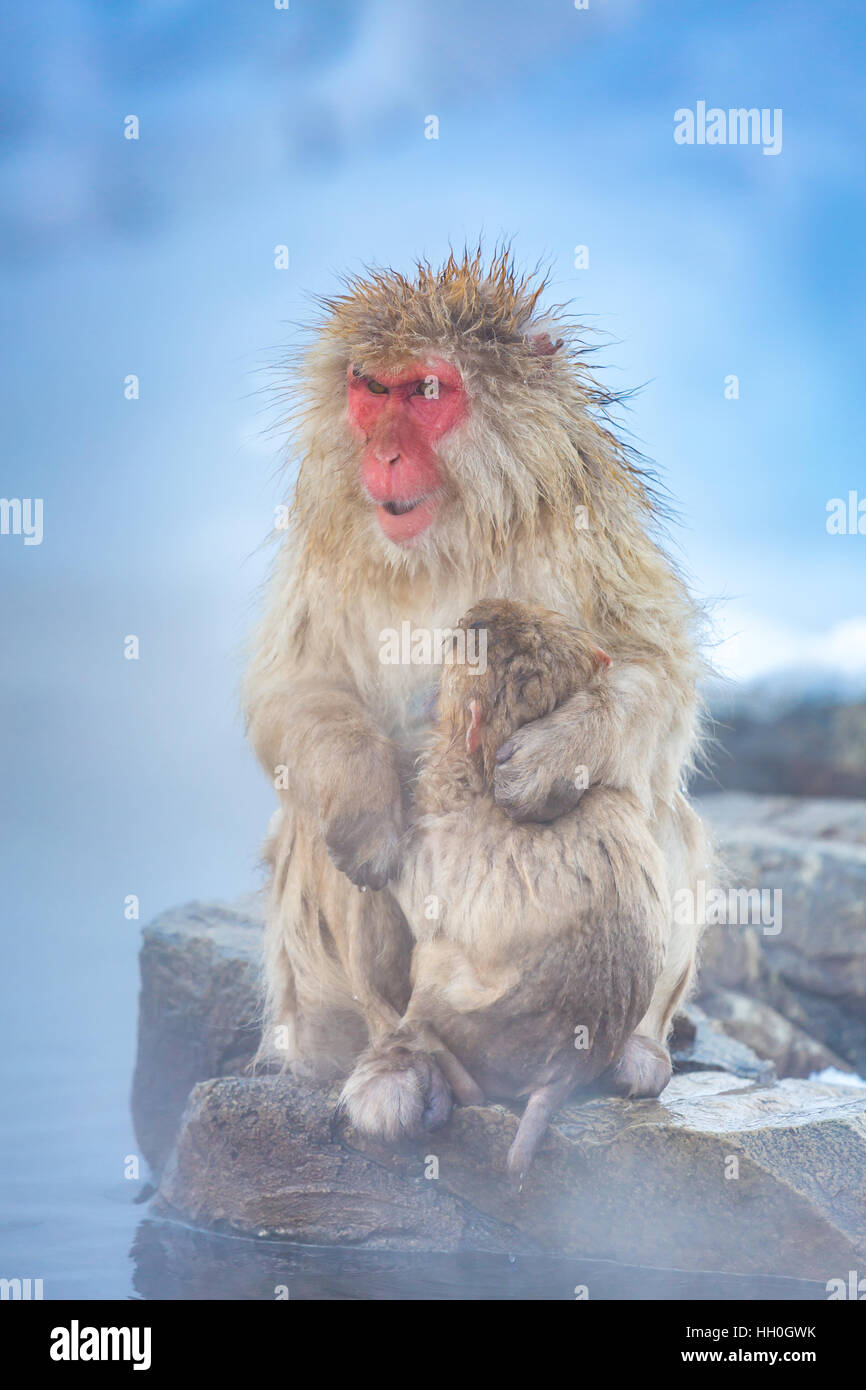Japanese Snow monkey Macaque in hot spring Onsen Jigokudan Park, Nakano ...
