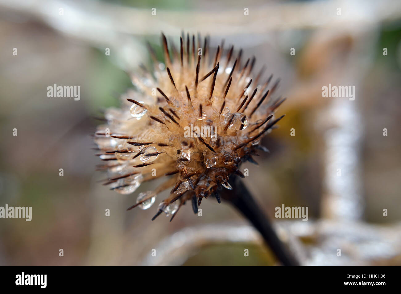 Dead bloom covered in ice Stock Photo - Alamy