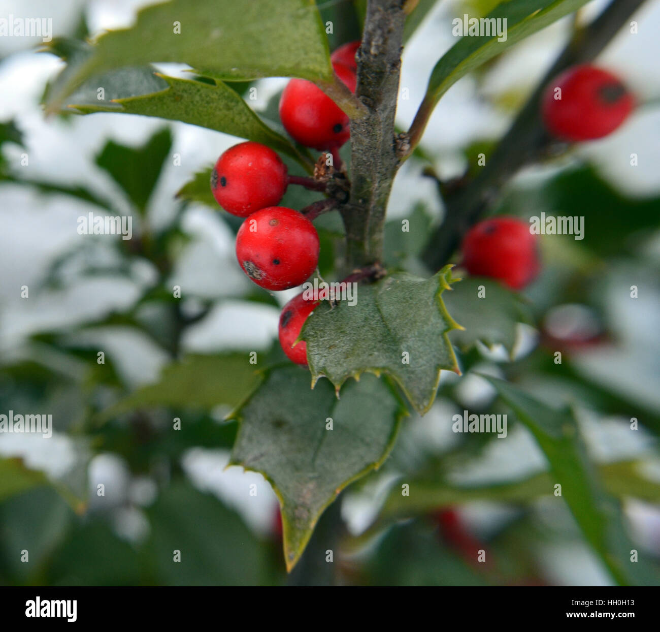Plant berries hi-res stock photography and images - Alamy